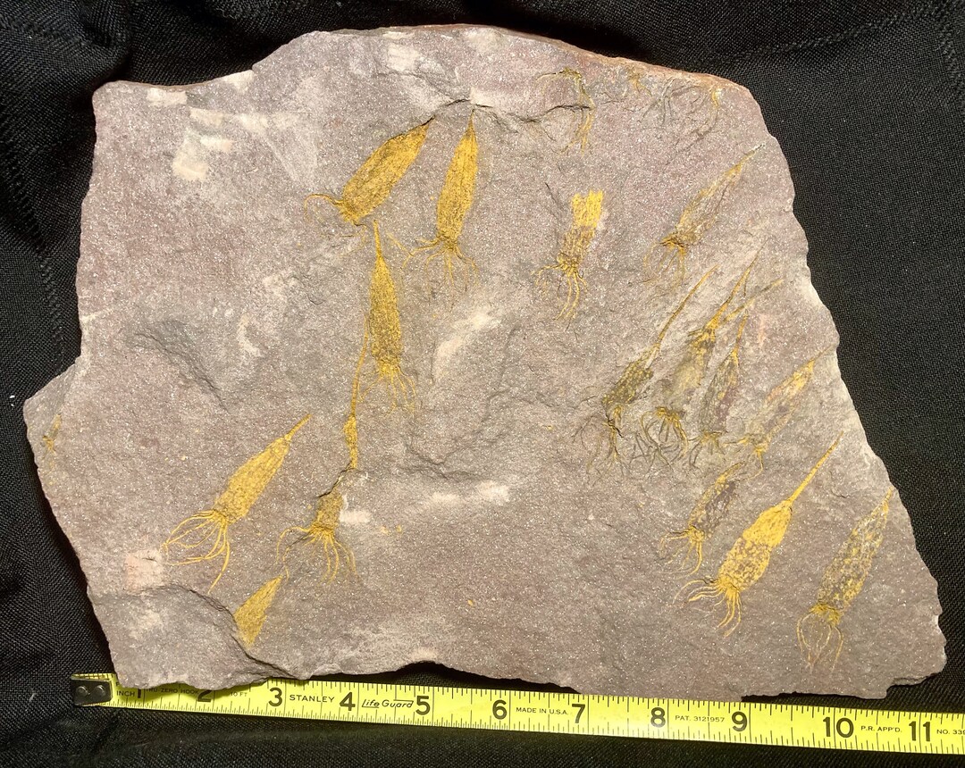 Eocrinoid Fossil Plate. Fossil Echinoderms. Ascocysties Spp. Lower ...