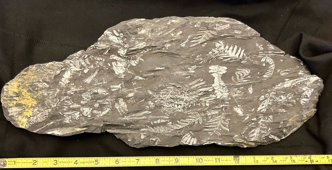 Fossil Tree Fern (16") Ft. Alethopteris Serlii. Carboniferous Period ...