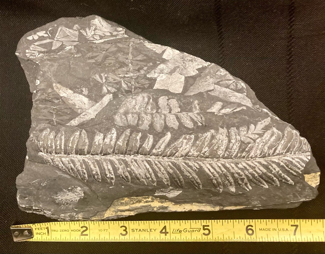 Fossil Tree Fern 7.5x 5 Ft. Alethopteris - Etsy