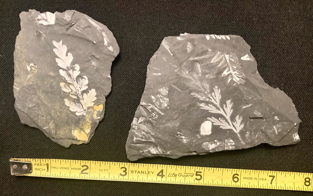 Rare Fossil Tree Ferns. Sphenopteris Spiniformus L and Sphenopteris ...