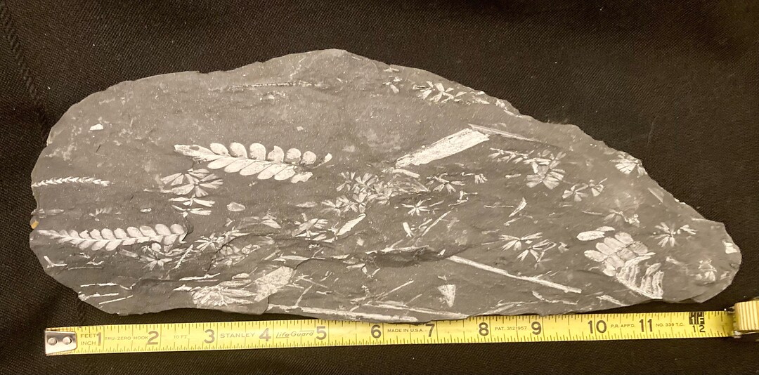 Fossil Tree Fern Ft. Neuropteris Spp. and Sphenophyllum Spp. 12.5" X 4. ...