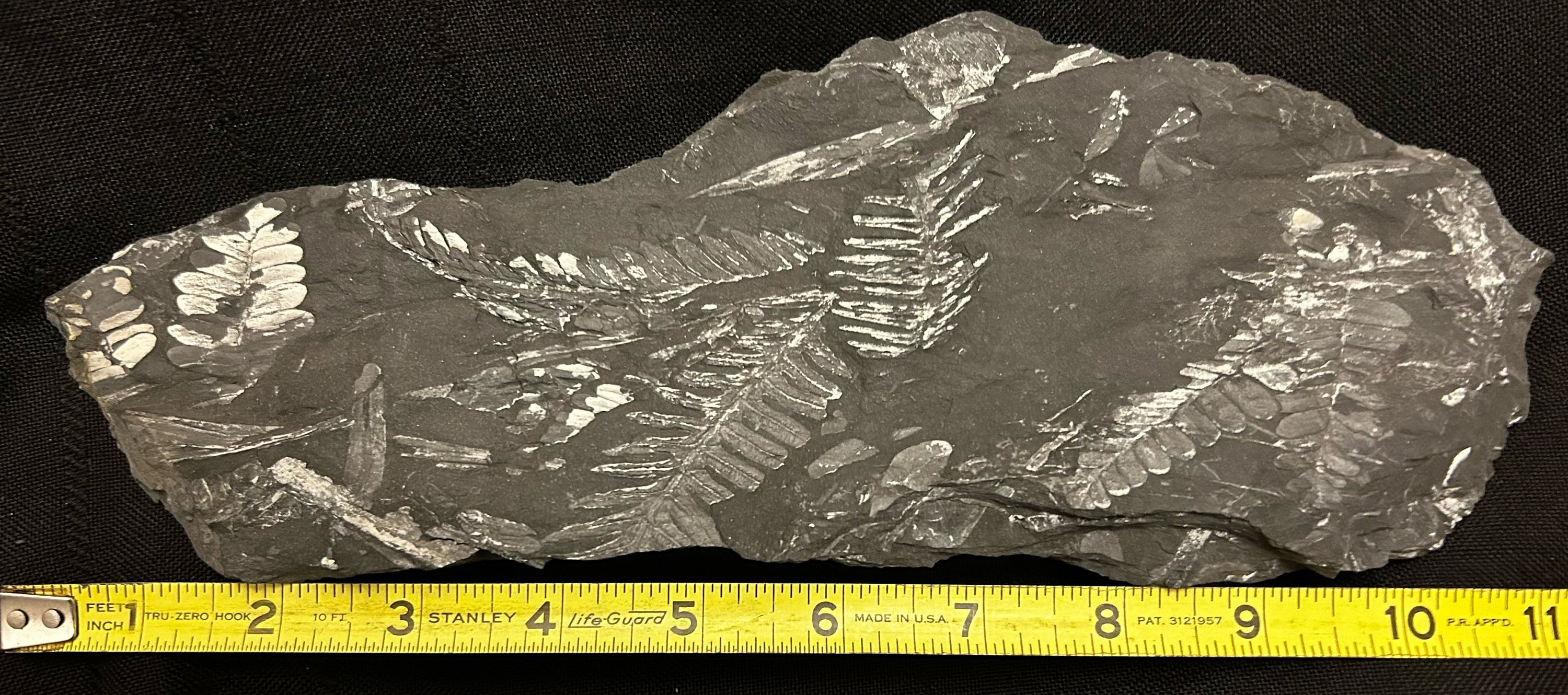 Fossil Tree Fern (10.5") Ft. Alethopteris Serlii and Neuropteris Spp ...