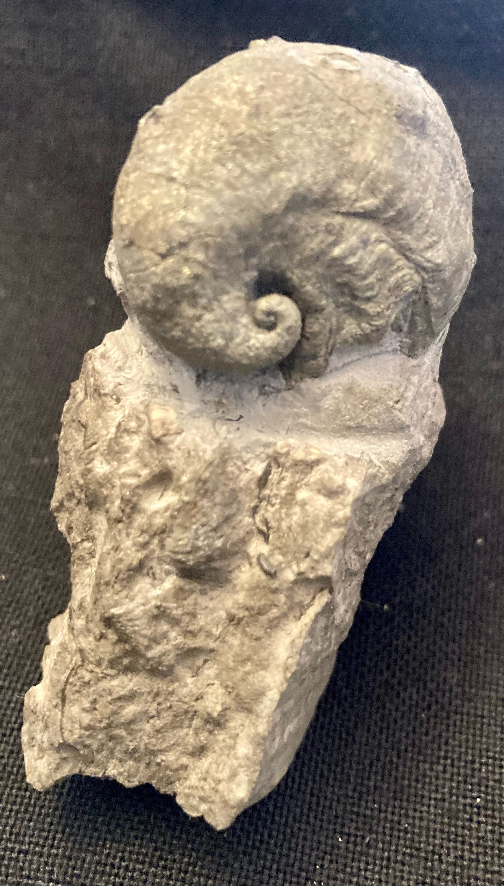 Fossil Gastropod pyritized. 1.8 Platyceras Carinatum. Monroe County ...