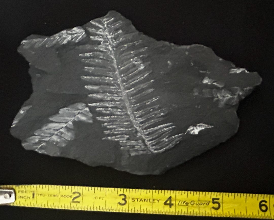 Fossil Tree Fern (5") Ft. Alethopteris Serlii and Neuropteris Spp ...