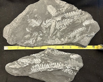 Fossil Tree Fern 7.5x 5 Ft. Alethopteris, Neuropteris, and ...