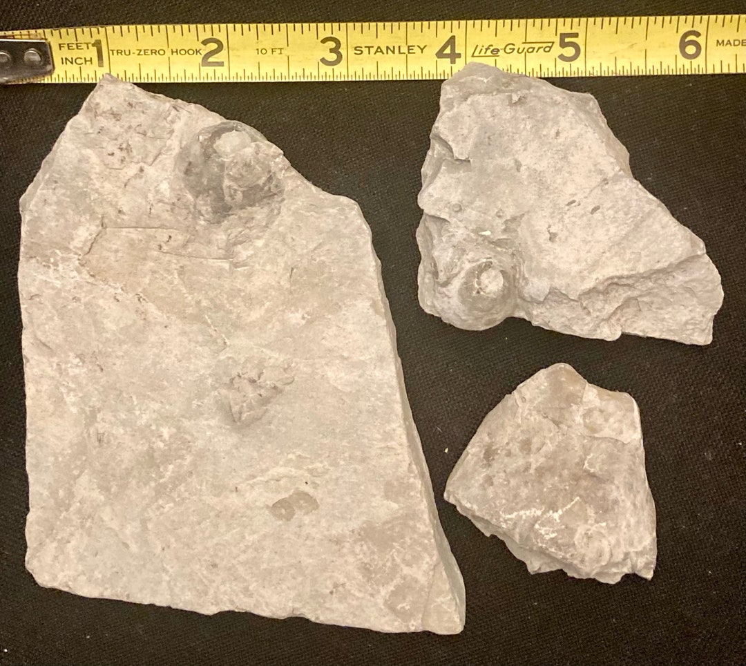 Three Piece Crinoid Calyx Collection From Waldron Shale, Indiana, USA ...