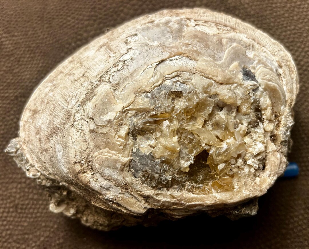 Calcite Clam Fossil From Florida, USA. Mercenaria Permagna. 5.25" X 3. ...