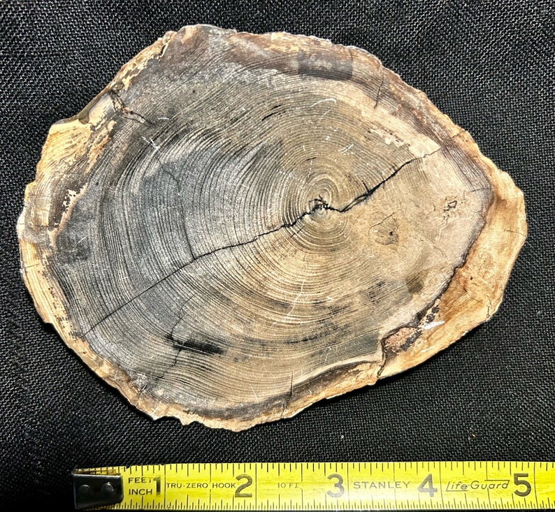 Petrified Wood From Oregon 4x5. Oligocene. Little Butte Volcanic ...