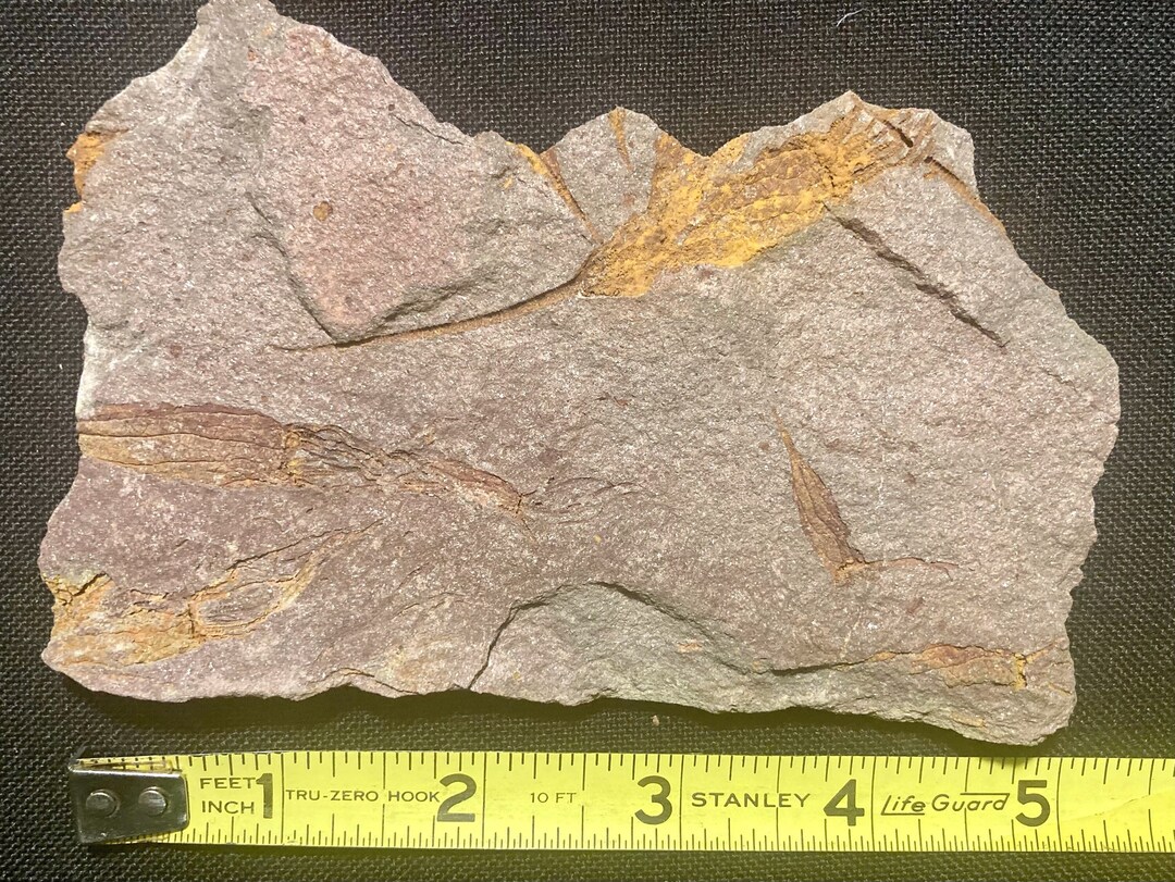 Eocrinoid Fossil Plate (5"). Fossil Echinoderms From Morocco ...