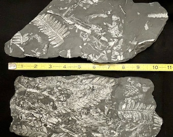 25 Fossil Tree Ferns (assorted). Alethopteris Serlii and Neuropteris ...