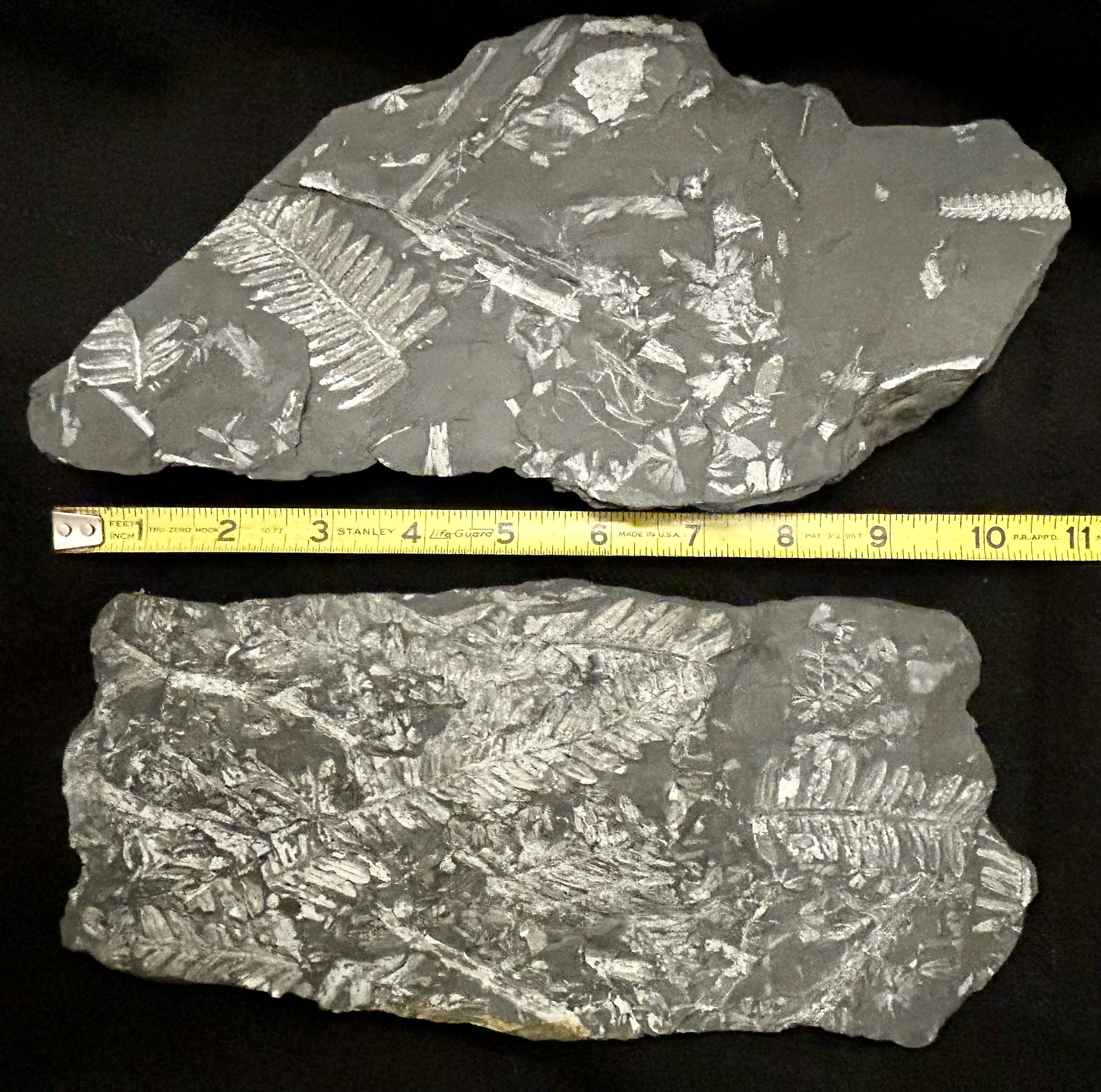 Two Large Fossil Tree Ferns Ft. Alethopteris Serlii and - Etsy