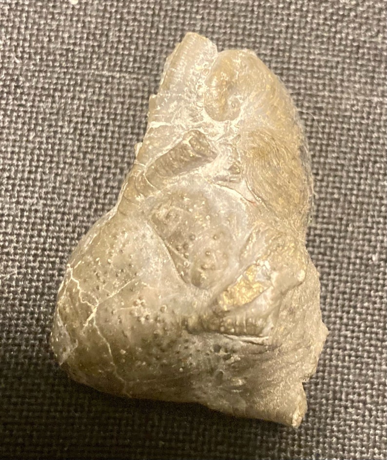 Fossil Crinoid Calyx With Gastropod arthrocantha Carpenteri and ...