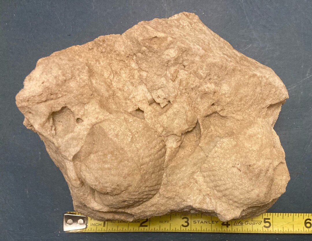 Fossil Brachiopods in Matrix. Middle Devonian. Oriskany Formation ...