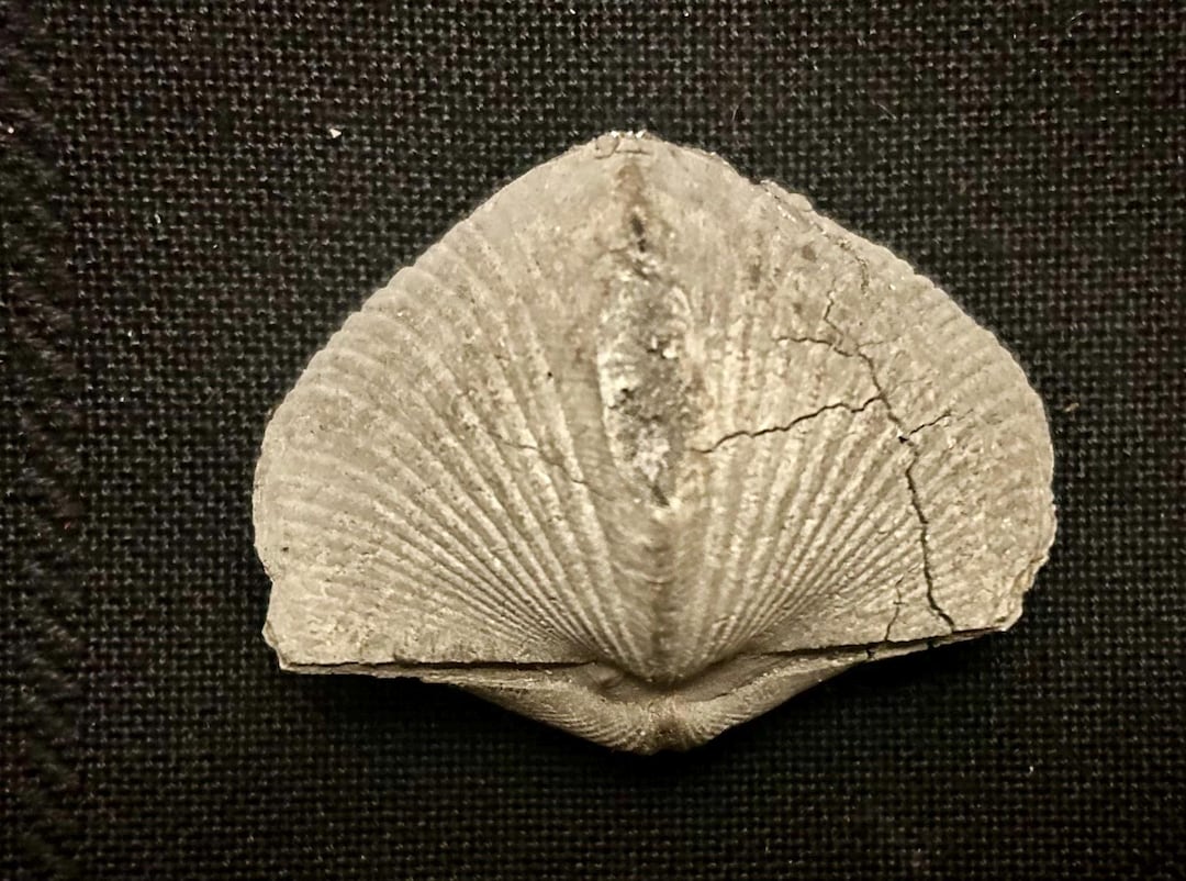 Pyritized Brachiopod Fossil (2"). Paraspirifer Bownockeri. Middle ...