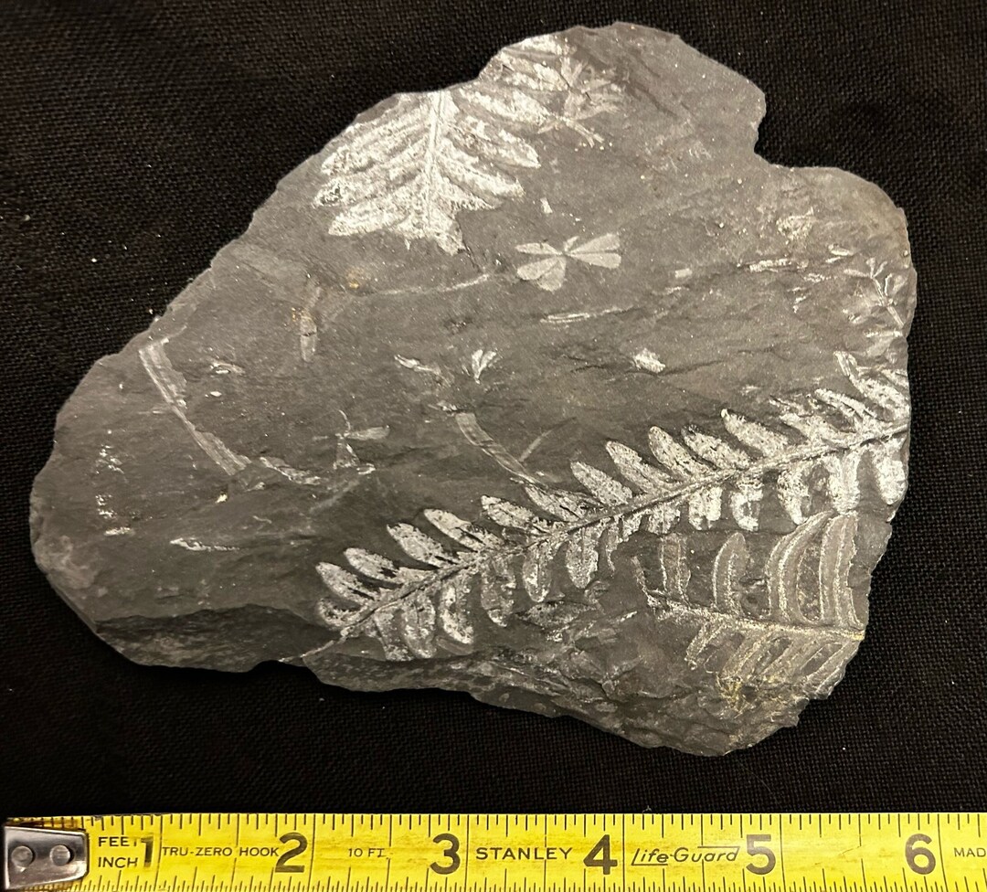 Fossil Tree Fern 6x4.5 Ft. Alethopteris Serlii and Sphenophyllum Spp ...