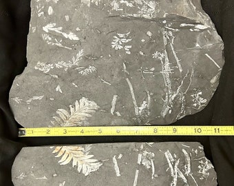 25 Fossil Tree Ferns (assorted). Alethopteris Serlii and Neuropteris ...