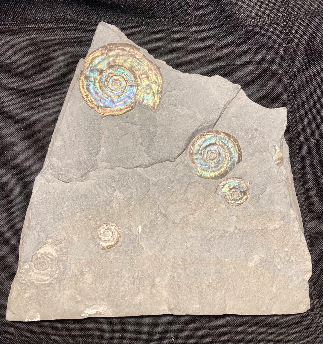 Ammonite Fossil Display Piece 8" X 6.5" - Iridescent (rainbow ...