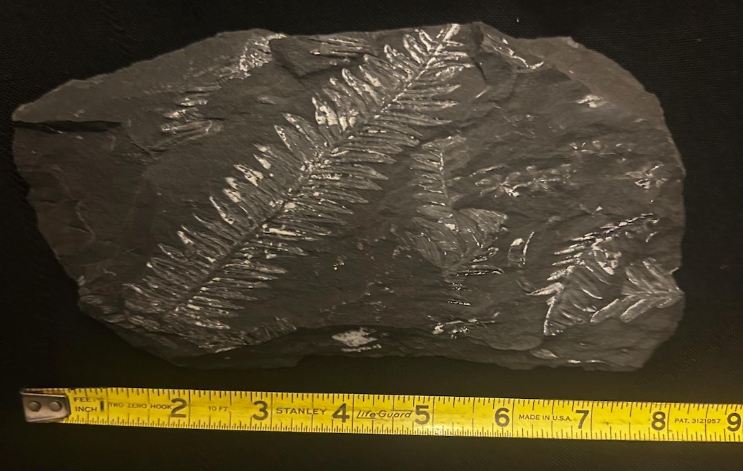 Fossil Tree Fern (8" X 4") Ft. Alethopteris Serlii and Sphenophyllum ...