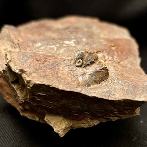 Fossil Gastropod. Platyceras Spp in Matrix. Middle Devonian. Mahantango ...
