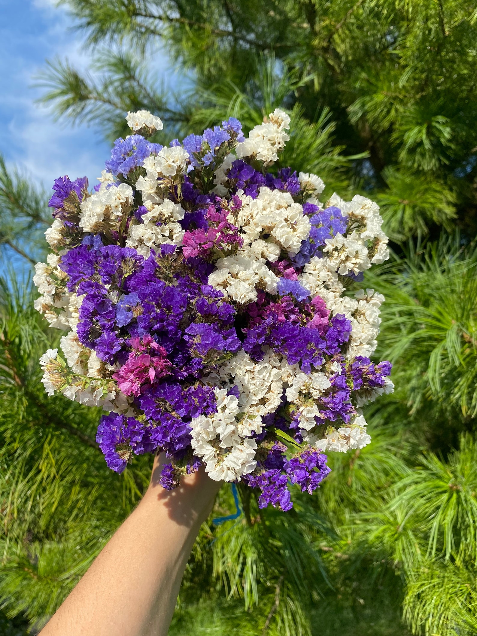 Statice Bouquet Dried Statice Statice Flowers Bouquet of | Etsy