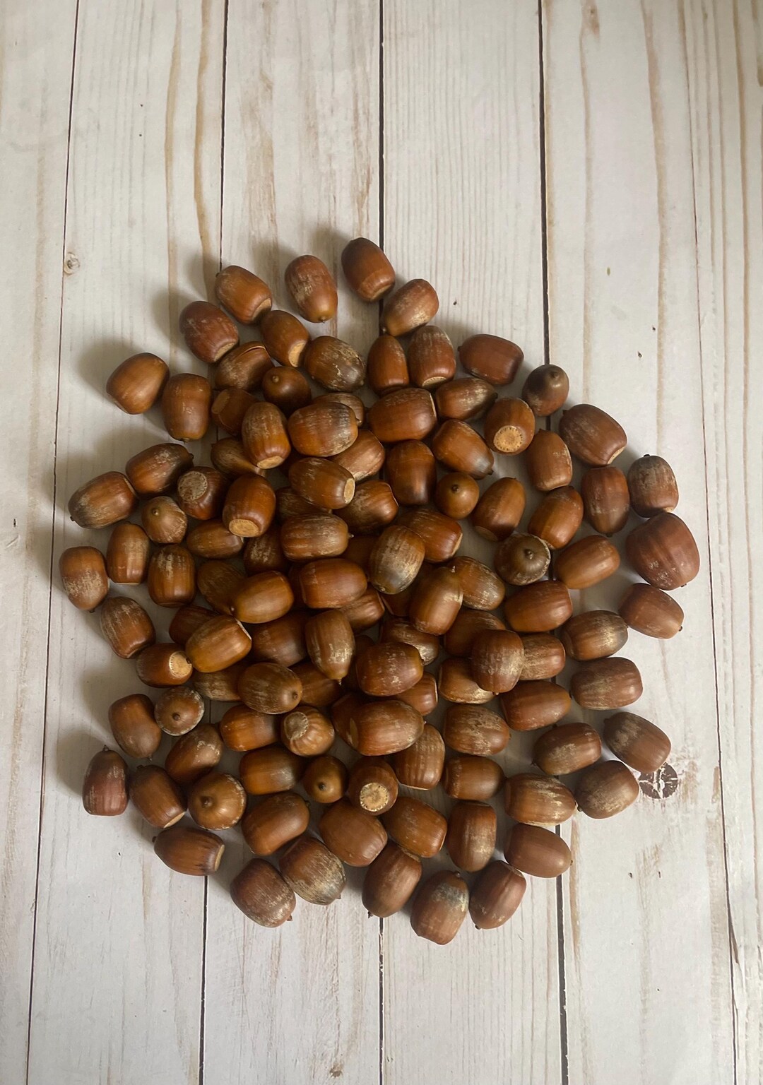 Real Acorns/nuts/diy Acorn Crafts/dried Nuts - Etsy