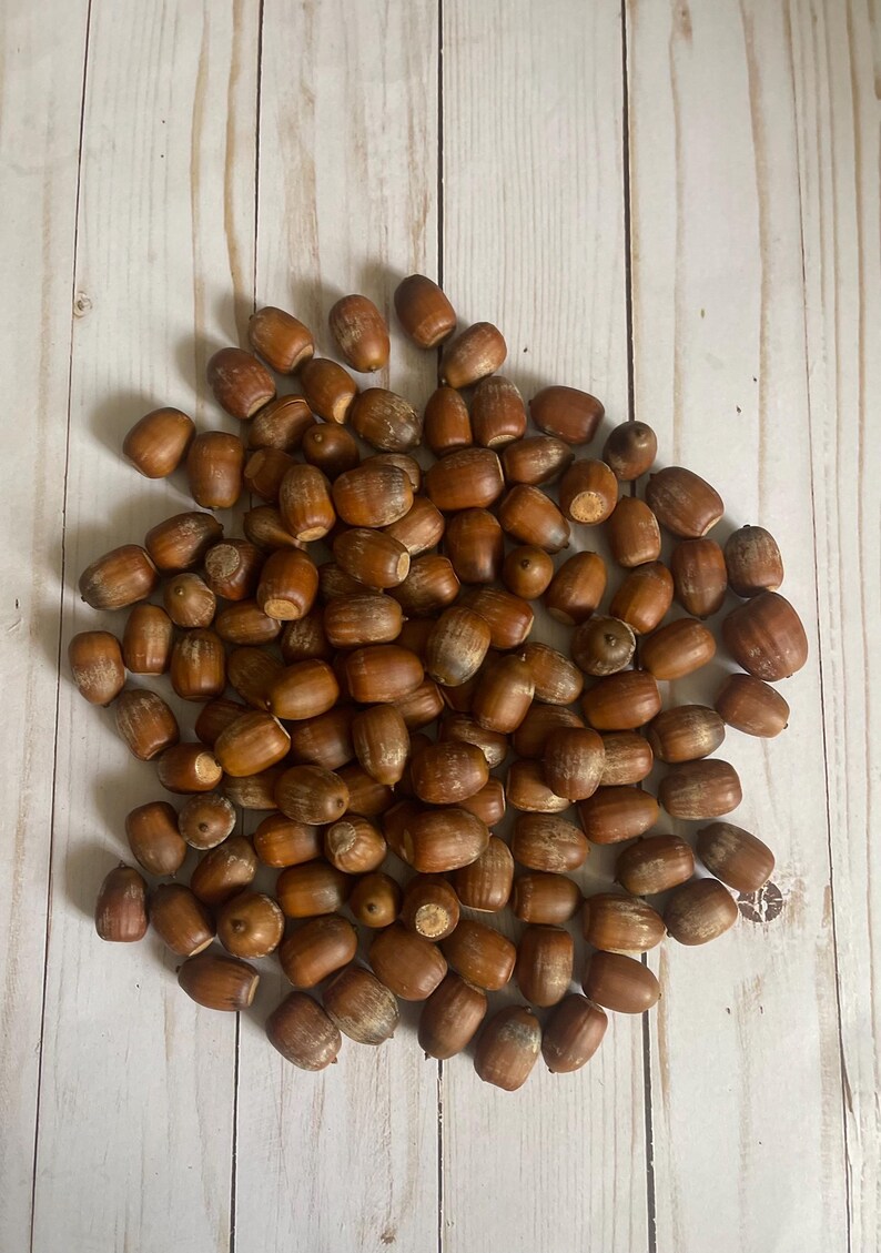 Real Acorns/nuts/diy Acorn Crafts/dried Nuts - Etsy