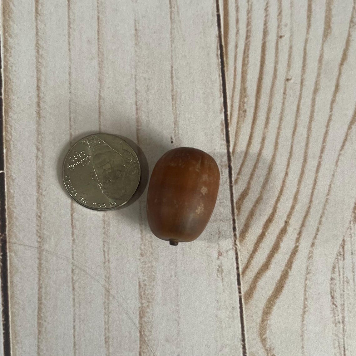 Real Acorns/nuts/diy Acorn Crafts/dried Nuts - Etsy