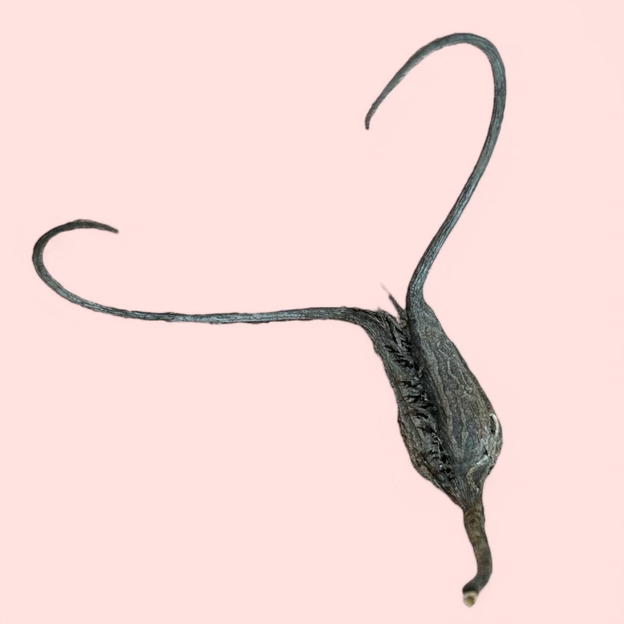 Dried Devil's Claw Pods – Natural Craft Supplies, Basketry Sculpture - Etsy