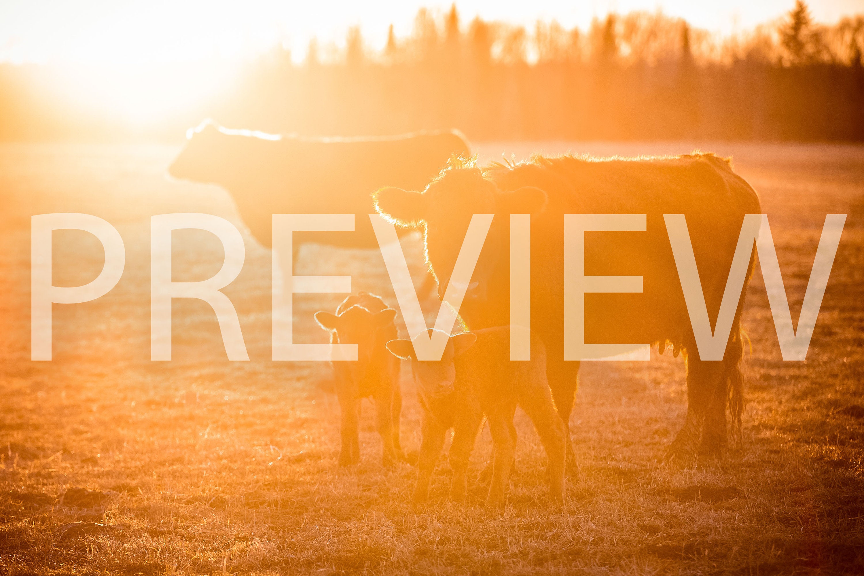 Beef Cows Barnyard Animals Farm Sunset Downloadable Photo - Etsy