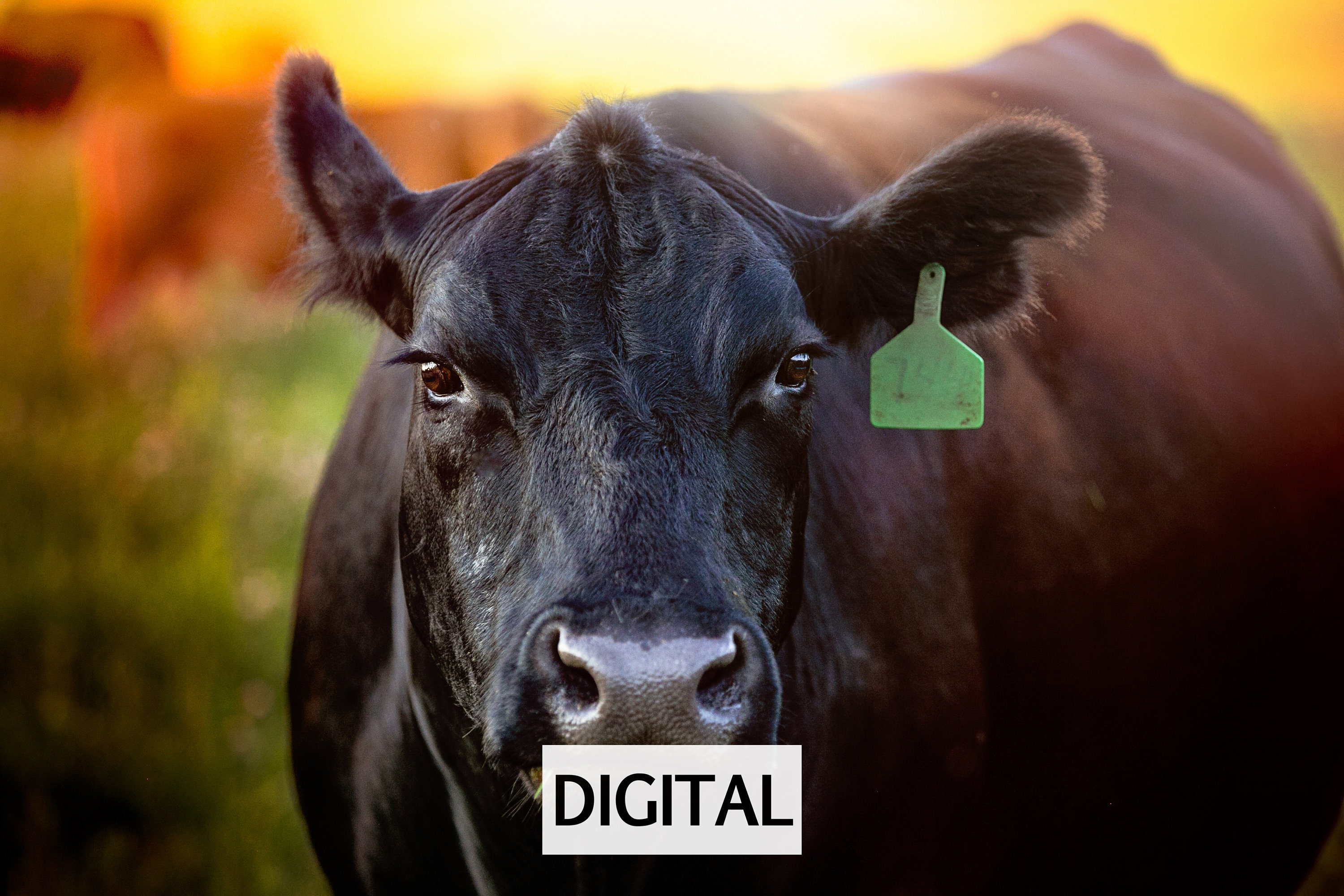 Beef Cows Cow Photos Cow Photography Black Angus Cattle | Etsy