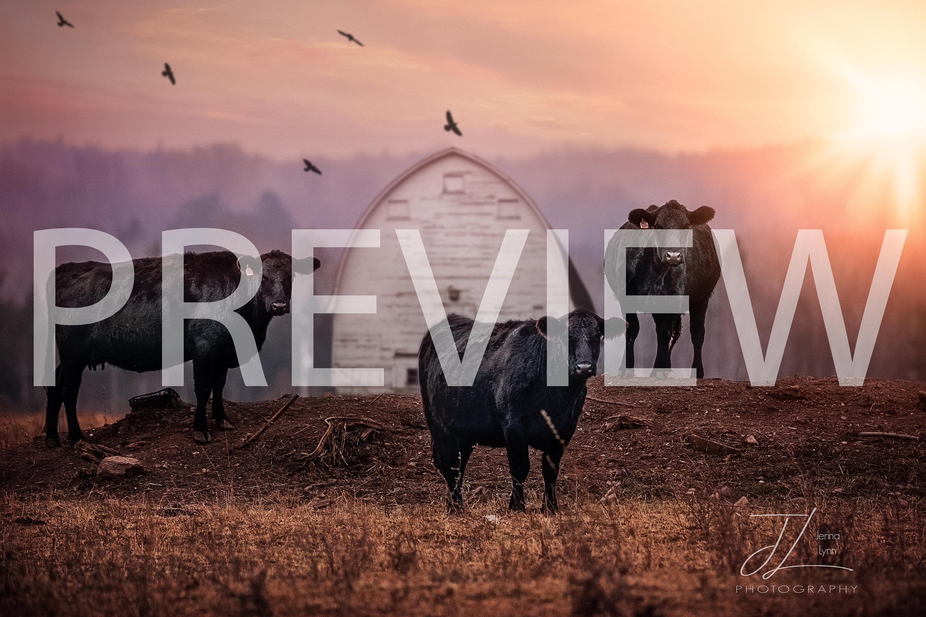 Digital Prints Farm Photography Midwest Cow Portrait Angus Cow Beef Cow ...