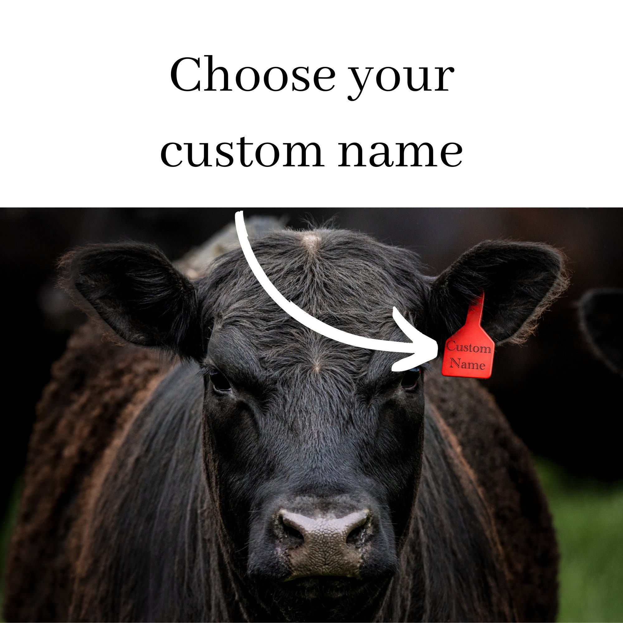 Personalized Cow Photo, Custom Cow Picture, Personalized Ear Tag Cow ...
