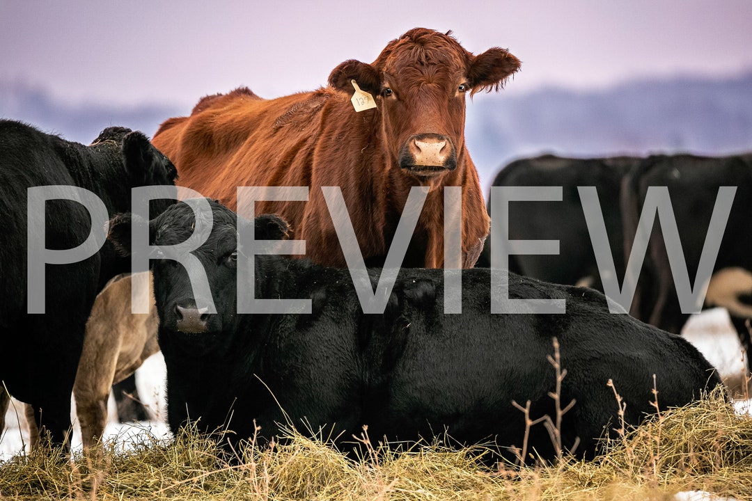Mixed Angus Cattle Herd Photo | Downloadable Cow Image | Photographs by ...
