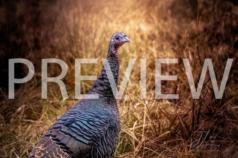 Turkey, Thanksgiving, Animal Portrait, Wildlife Photo, Turkey Portrait ...