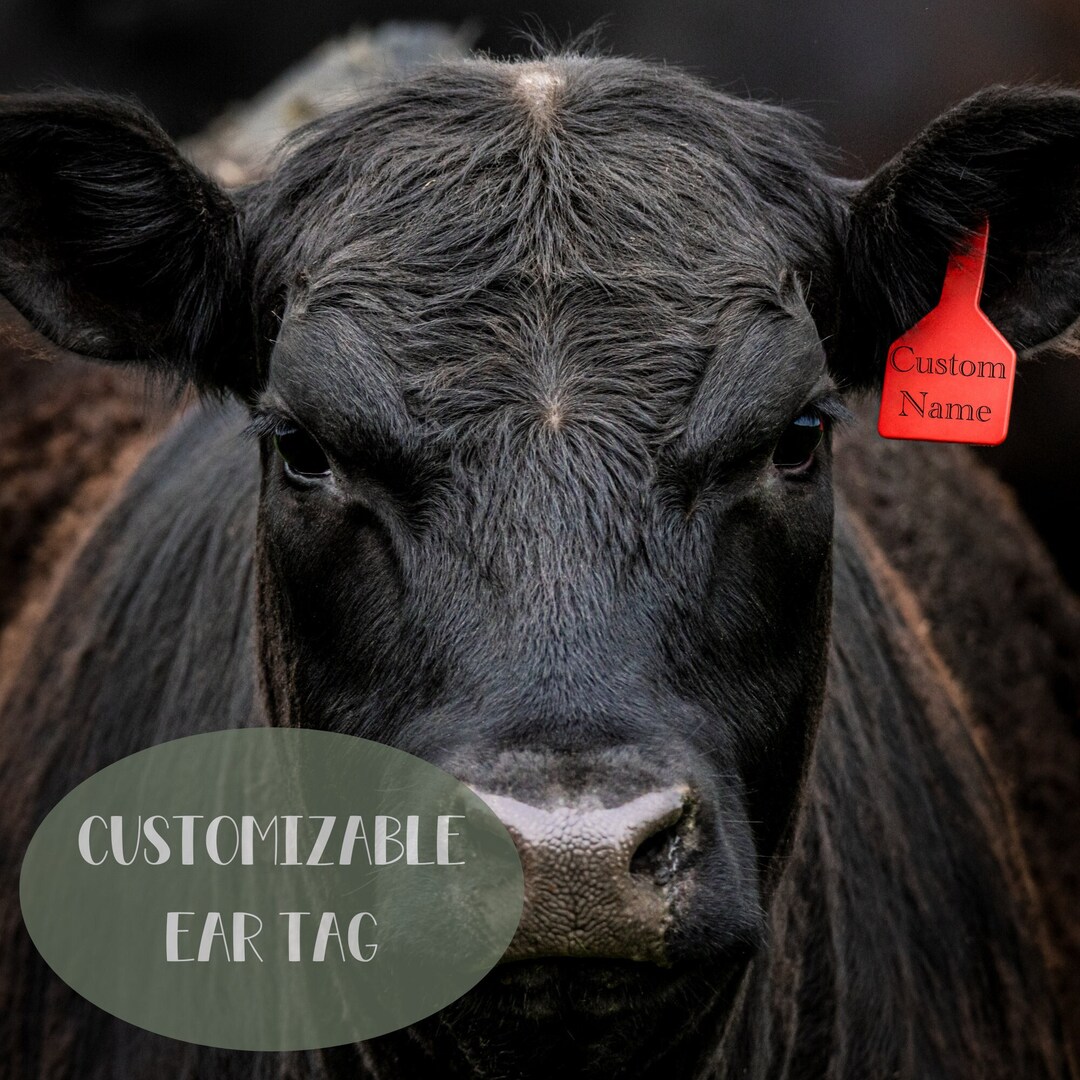 Personalized Cow Photo, Custom Cow Picture, Personalized Ear Tag Cow ...