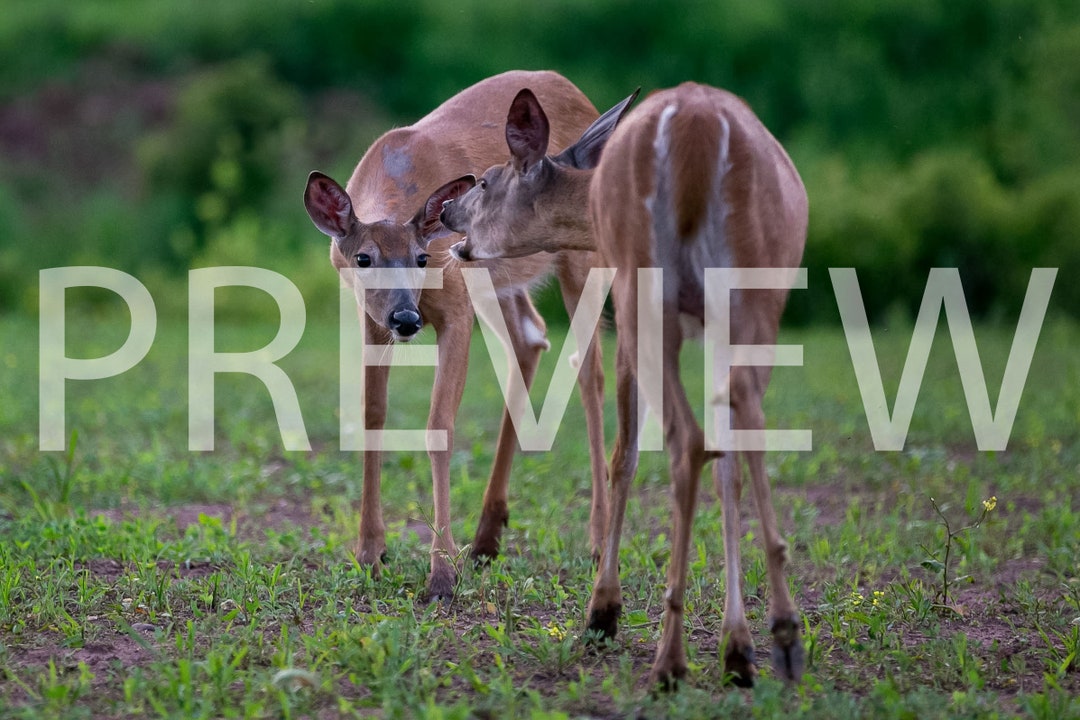 Whitetail Deer Photo, Digital Print, Animal Action Picture, Whitetail ...