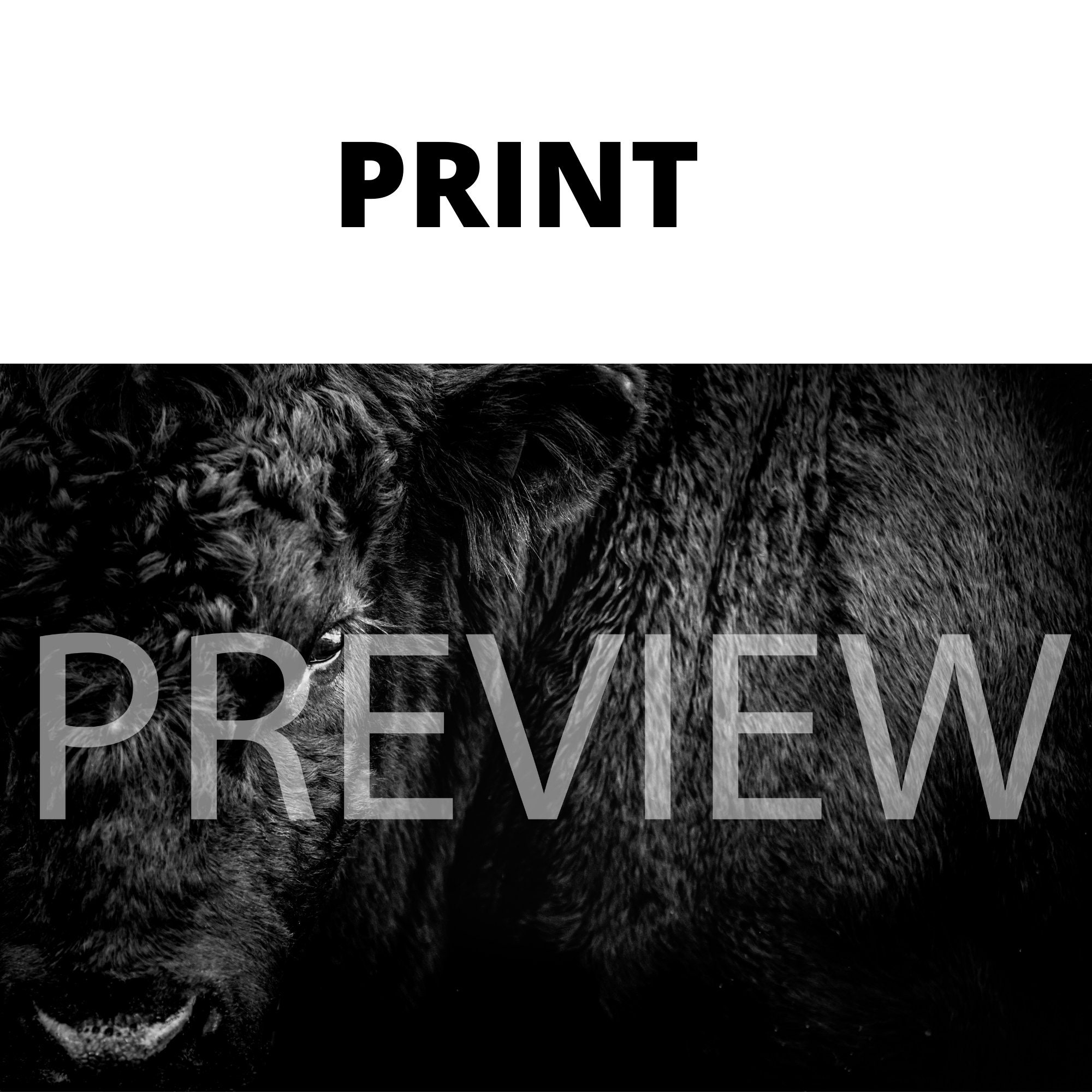 Black Angus Bull Picture, Bull Portrait, Framed Cow Picture, Beef Bull ...