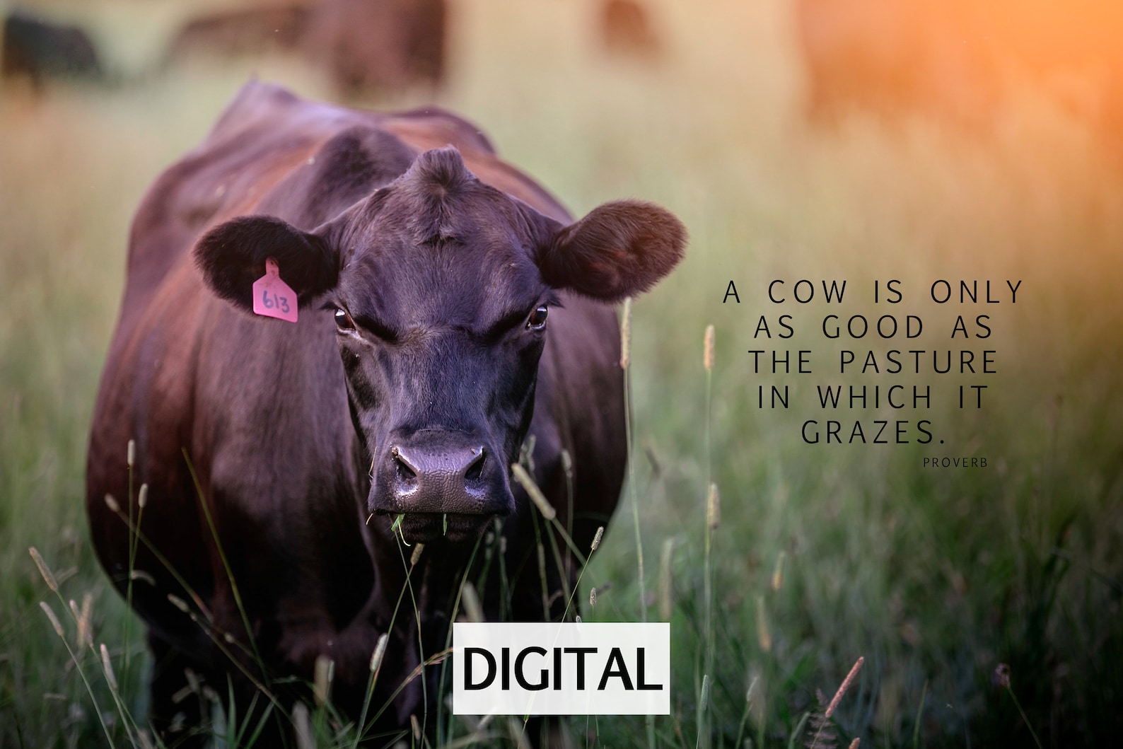 Cow Proverb Proverb Cow Portrait Cow Print Cattle Farm | Etsy