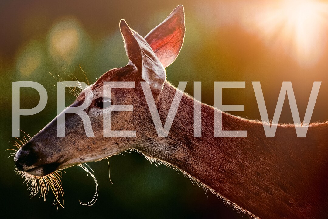 Deer Portrait, Backlit Animal Photo, Deer Print, Digital Download ...