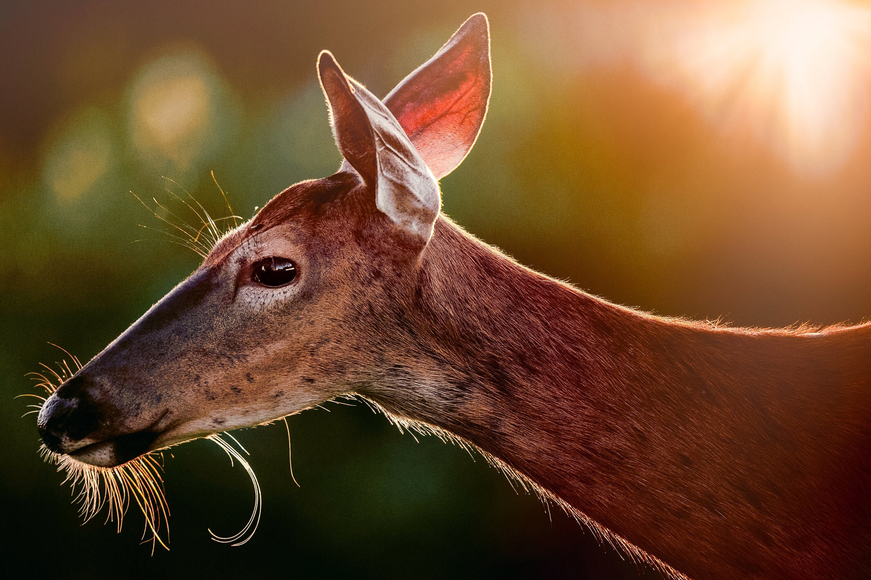 Deer Portrait Backlit Animal Photo Deer Print Digital | Etsy