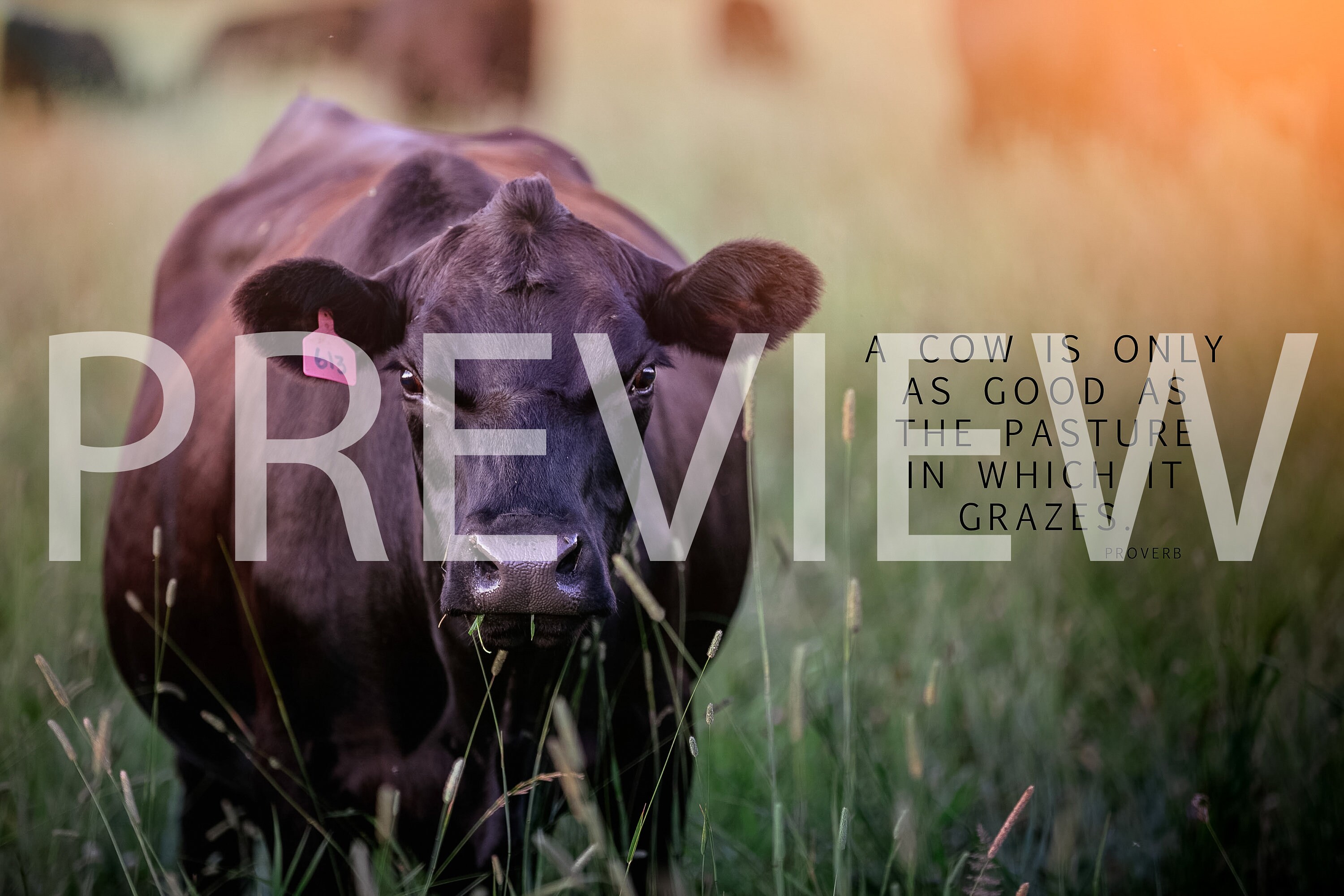 Digital Prints Farm Photography Midwest Cow Portrait Angus Cow Beef Cow ...