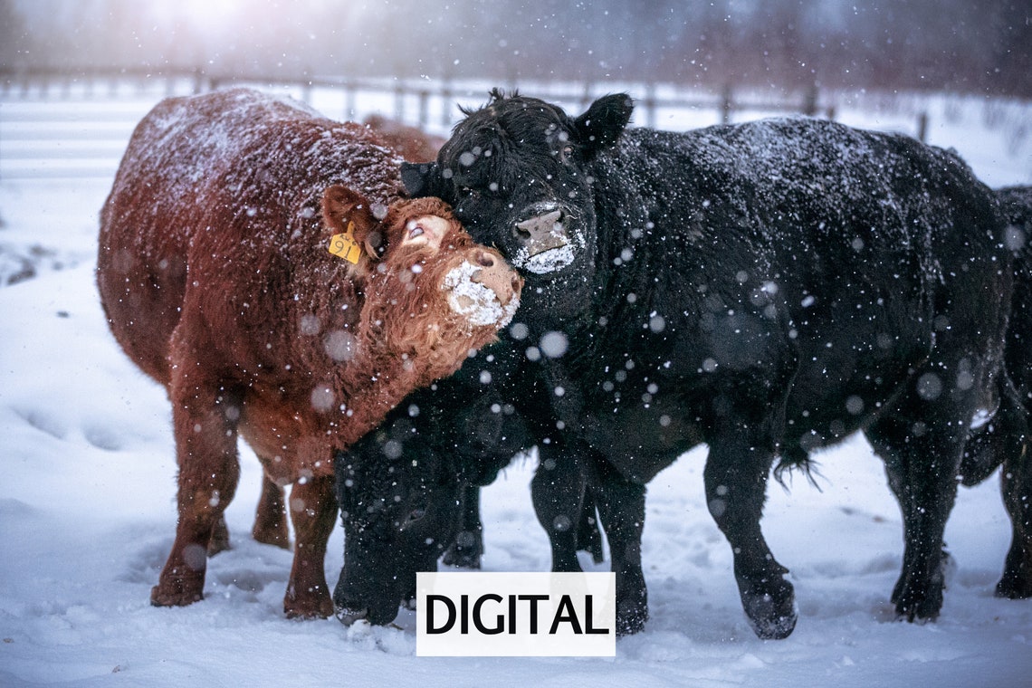 Bull Fight Cute Animals Farm Animal Photography Digital | Etsy