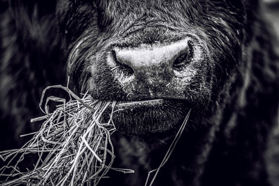 Black Angus Cow Cow Nose Cow Digital Photo Photographs By | Etsy