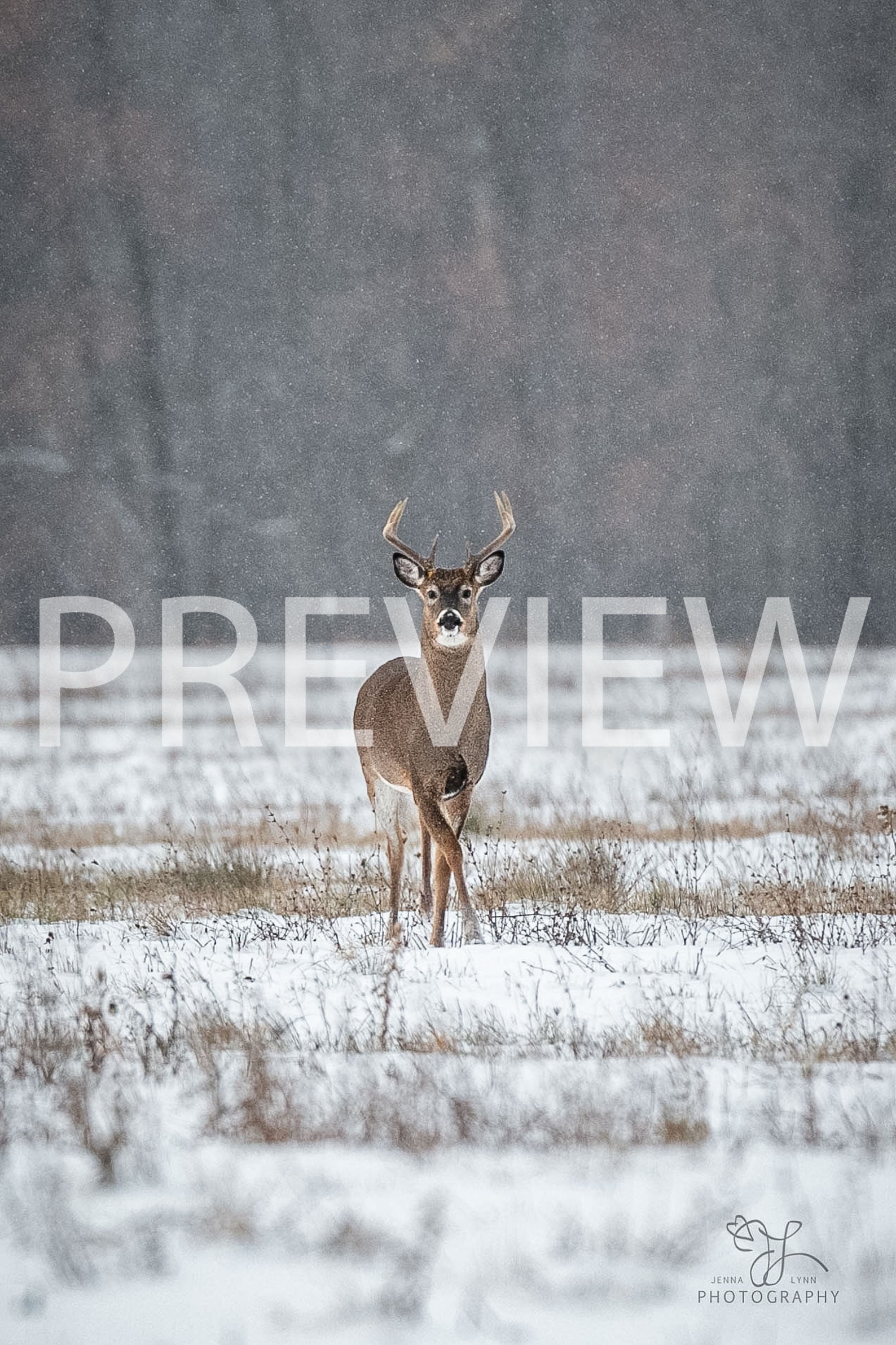 Whitetail Buck, Digital Download, Photographs by Jenna - Etsy