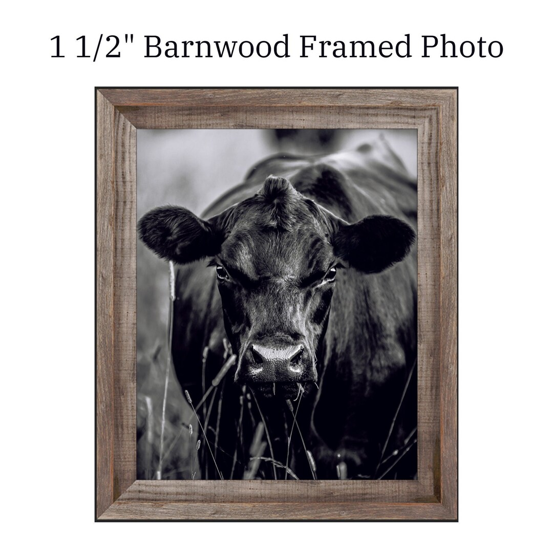 Framed Black Angus Cow Picture, Cow Photo, Framed Cow Portrait, Cow ...