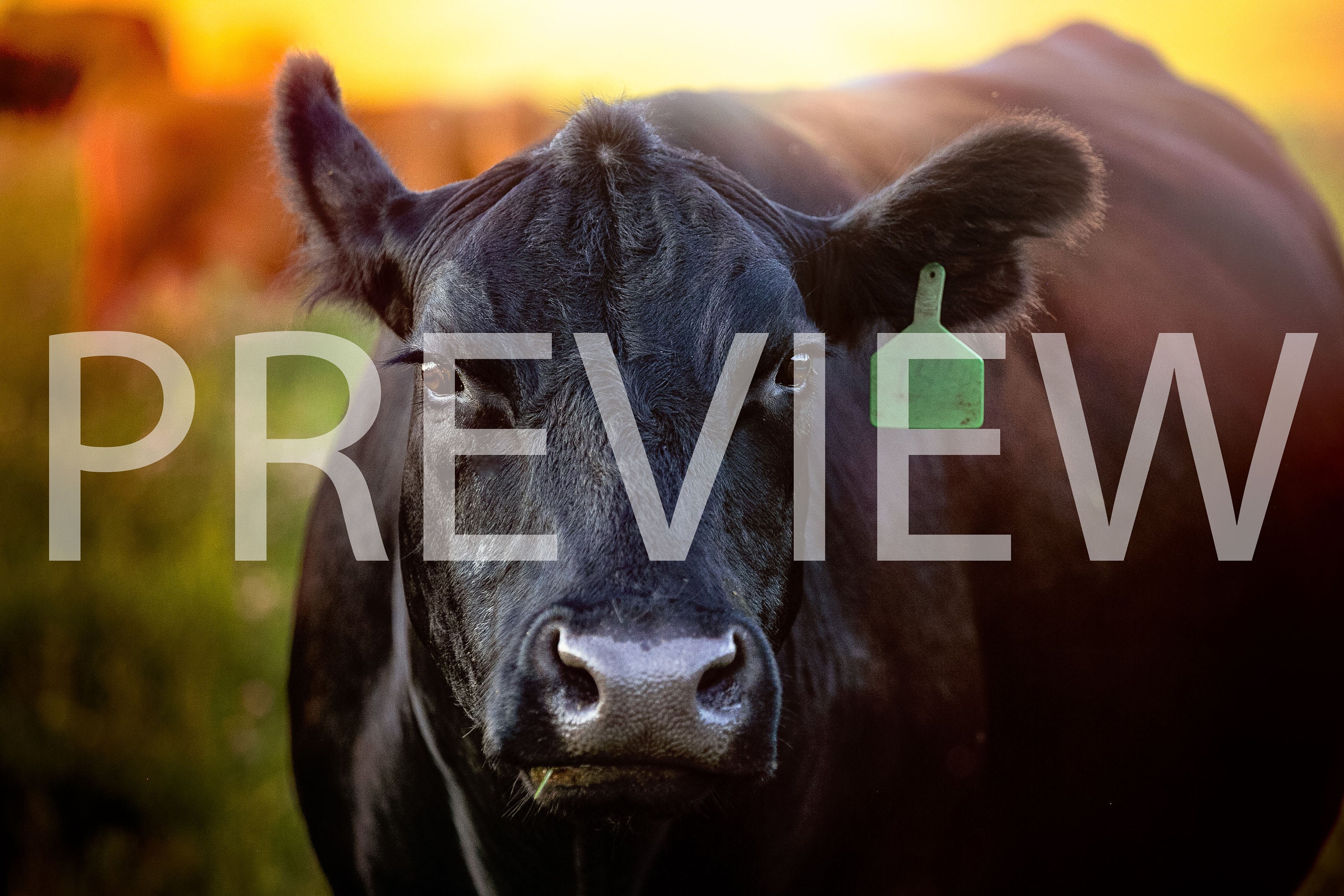 Beef Cows, Cow Photos, Cow Photography, Black Angus Cattle, Farming ...