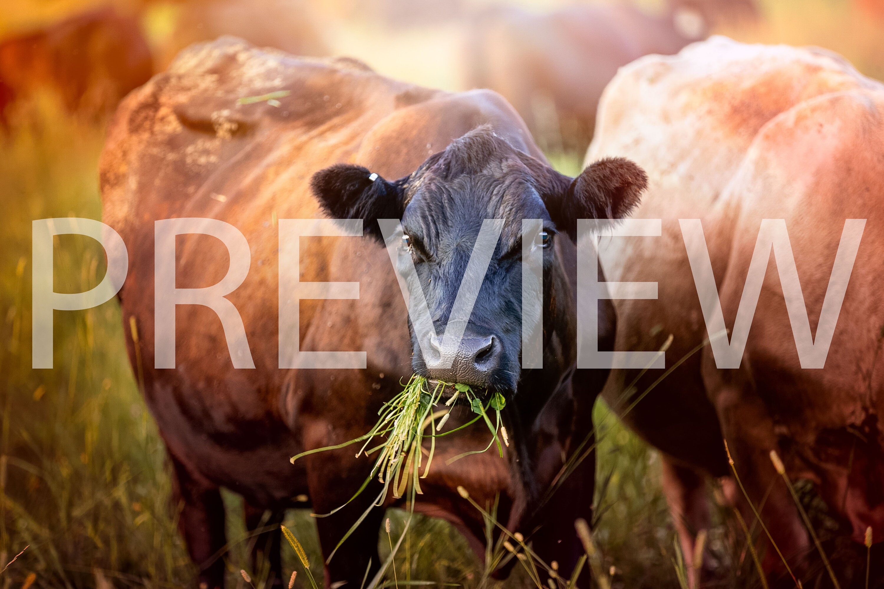 Cow Portrait, Midwest, Wisconsin, Farm Photography, Wisconsin Farm ...