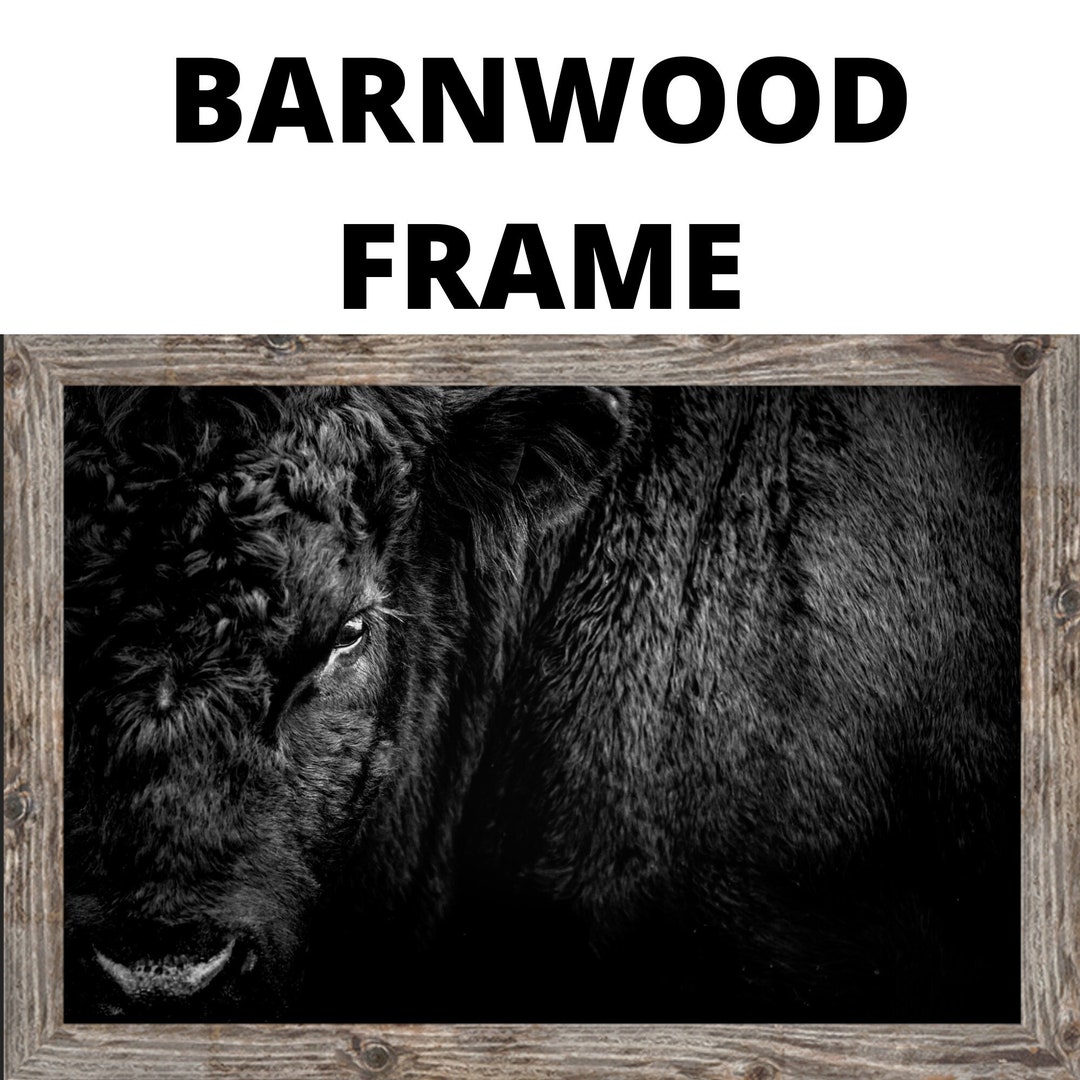 Black Angus Bull Picture, Bull Portrait, Framed Cow Picture, Beef Bull ...
