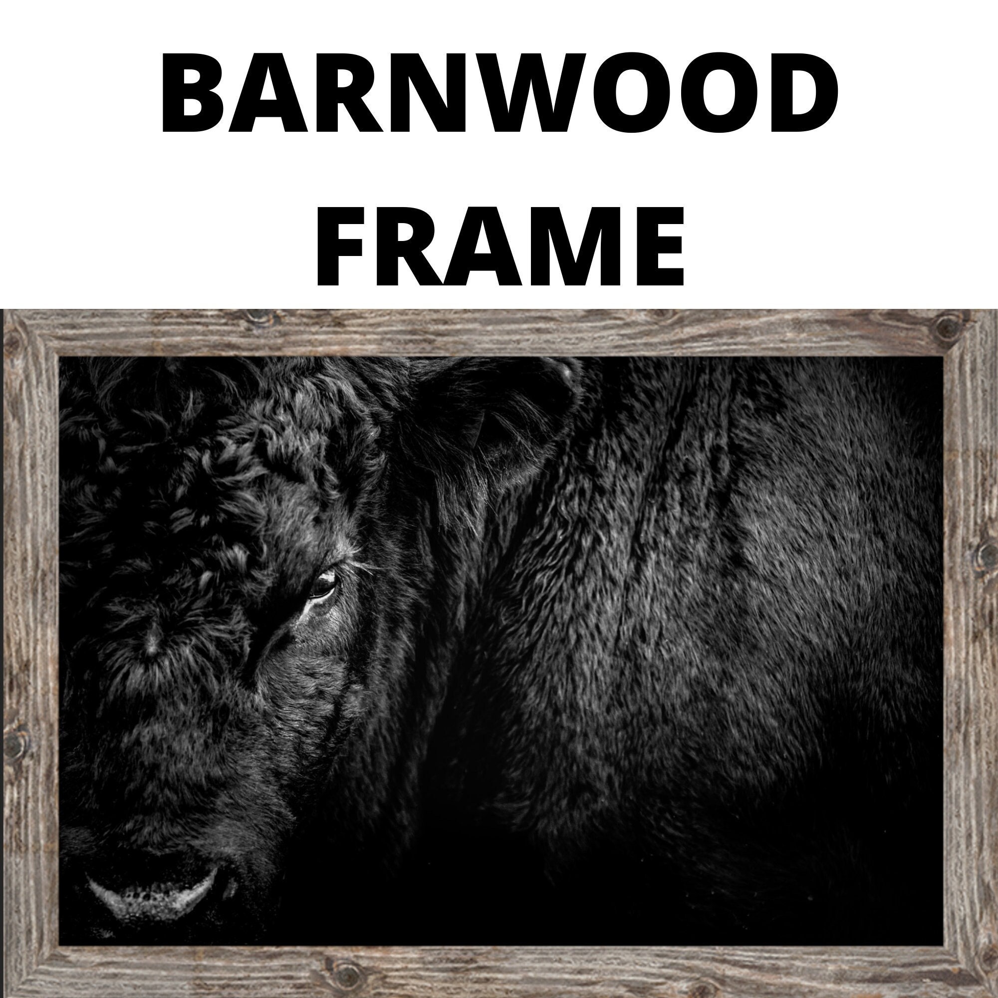 Black Angus Bull Picture, Bull Portrait, Framed Cow Picture, Beef Bull ...