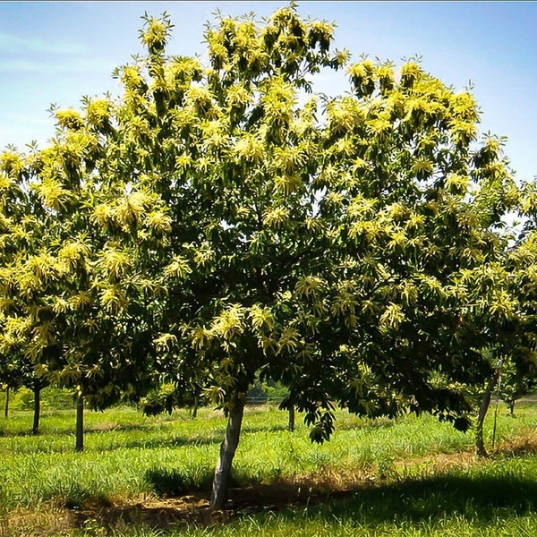 Chinese Chestnut Tree - Etsy